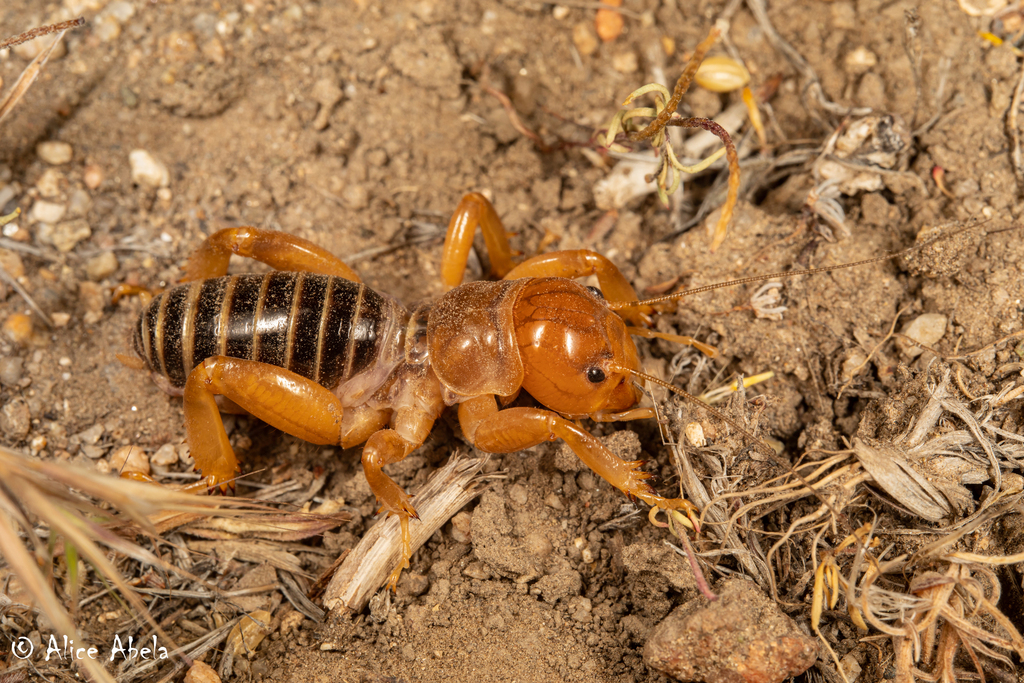 North American Jerusalem Crickets from Santa Rosa Reservation ...