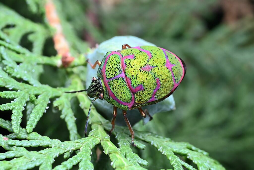 Clown Stink Bug from 中国天津市蓟州区 on July 13, 2022 at 01:23 PM by jiangyou ...