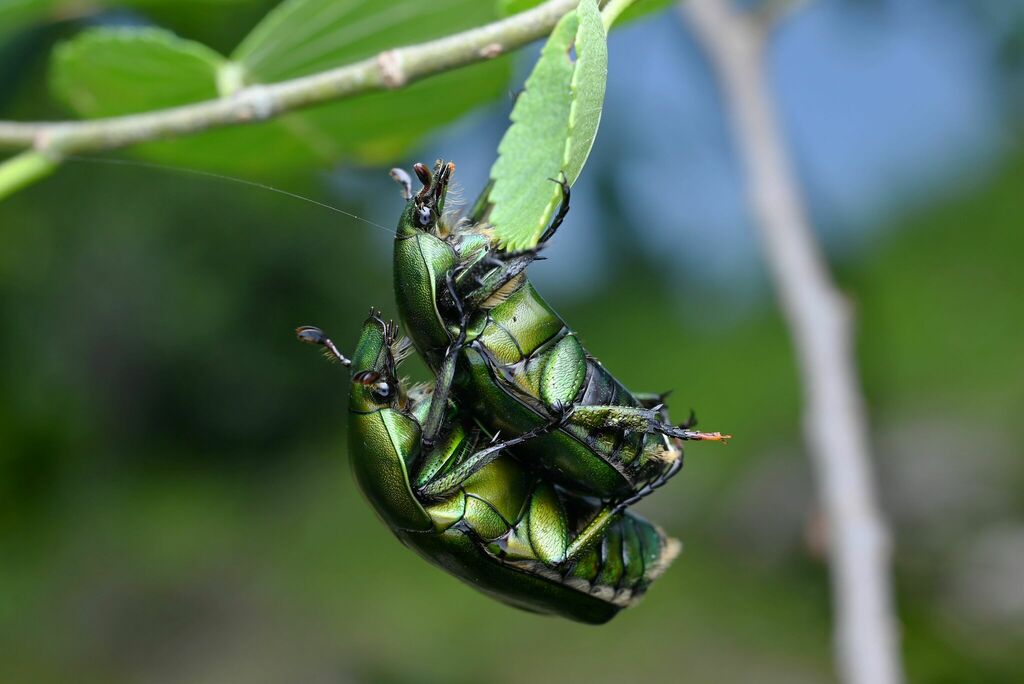 Japanese Drone Beetle from 中国天津市蓟州区 on July 13, 2022 at 01:23 PM by ...