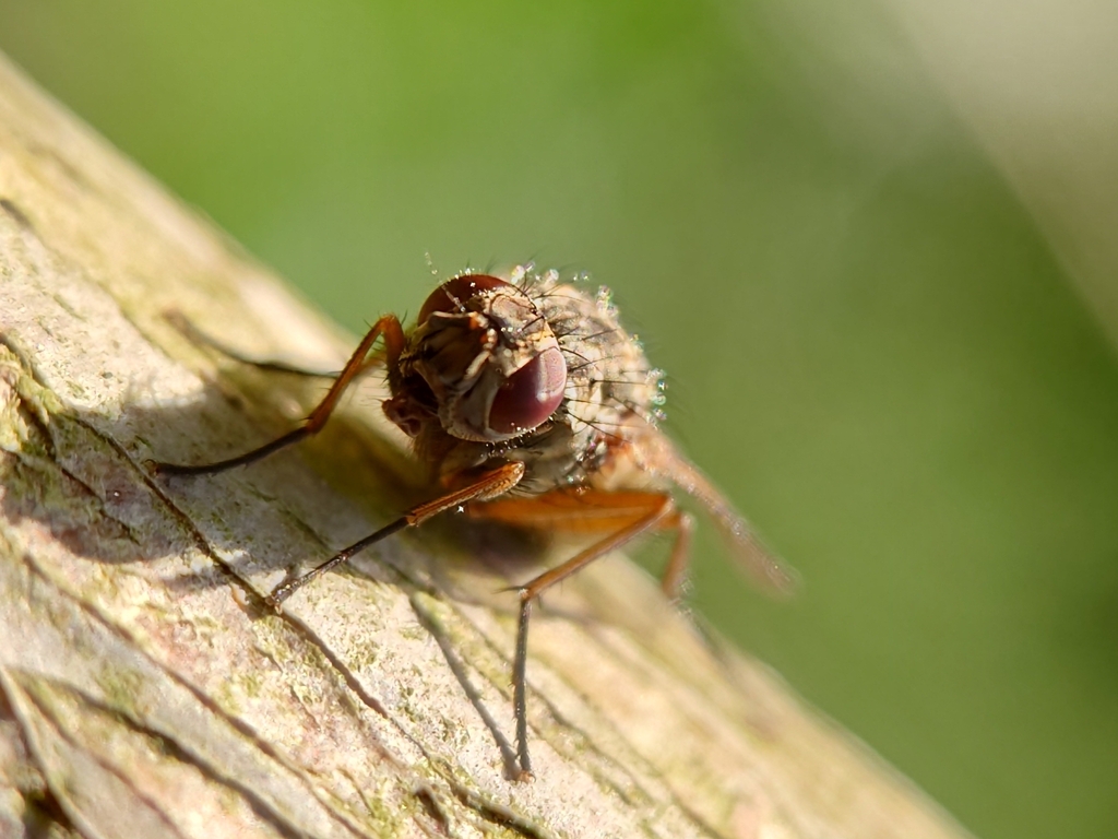 Phaoniinae from 2980 Kokkedal, Denmark on July 14, 2022 at 07:01 AM by ...