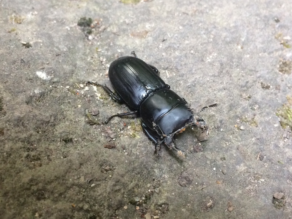 Dorcus musimon from SP15, Santu Lussurgiu, Sardegna, IT on July 14 ...