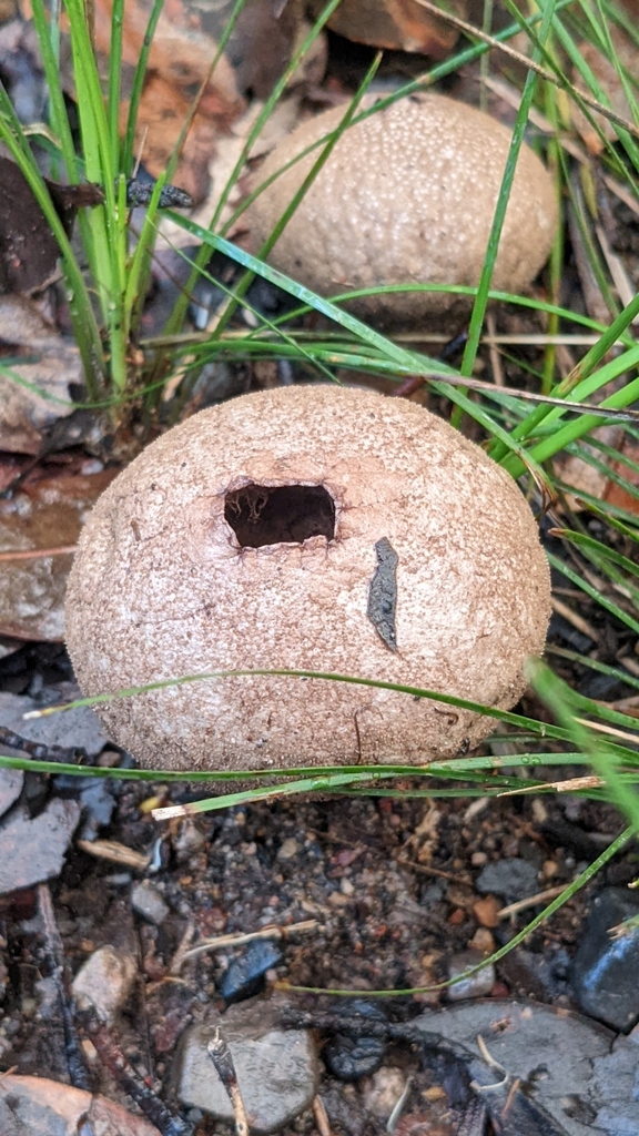 common puffball from Whitebridge NSW 2290, Australia on July 14, 2022 ...
