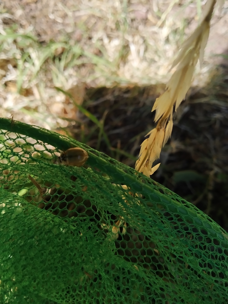 Larch Lady Beetle from 14570 Saint-Remy, France on July 13, 2022 at 04: ...