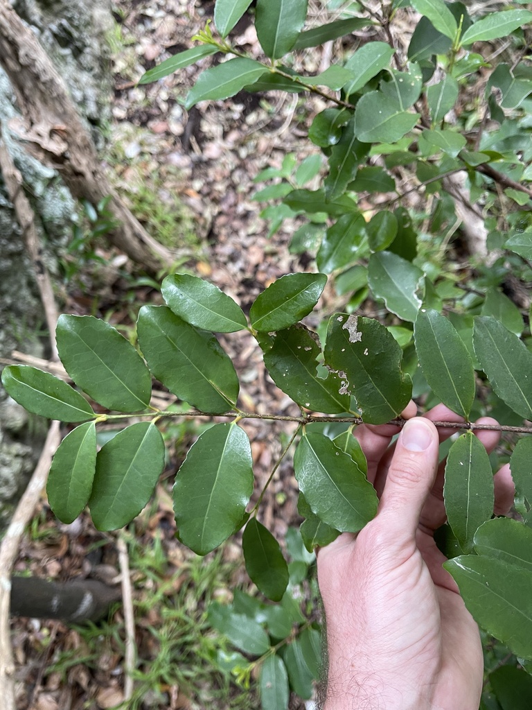 Elaeodendron curtipendulum from Lord Howe Island Permanent Park ...