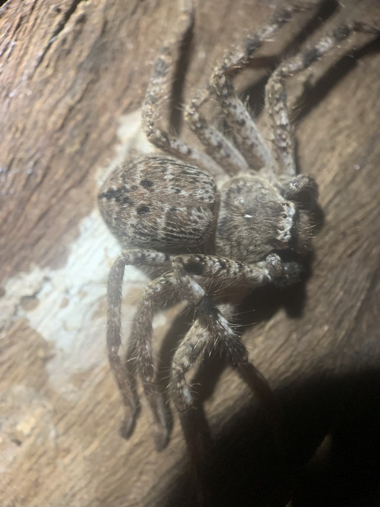 Victorian Huntsman Spider from Glen Huntly Rd, Brighton, VIC, AU on ...