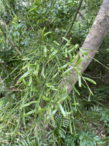 Exocarpos homalocladus · iNaturalist