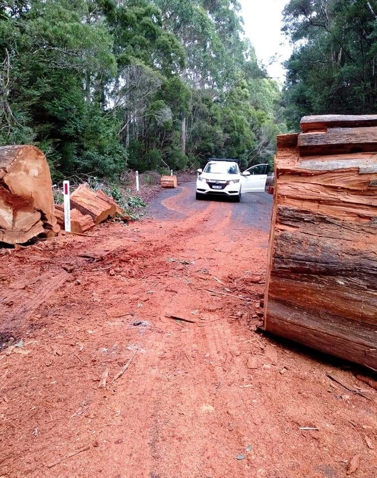 Australian Mountain Ash from Togari TAS 7330, Australia on June 13 ...