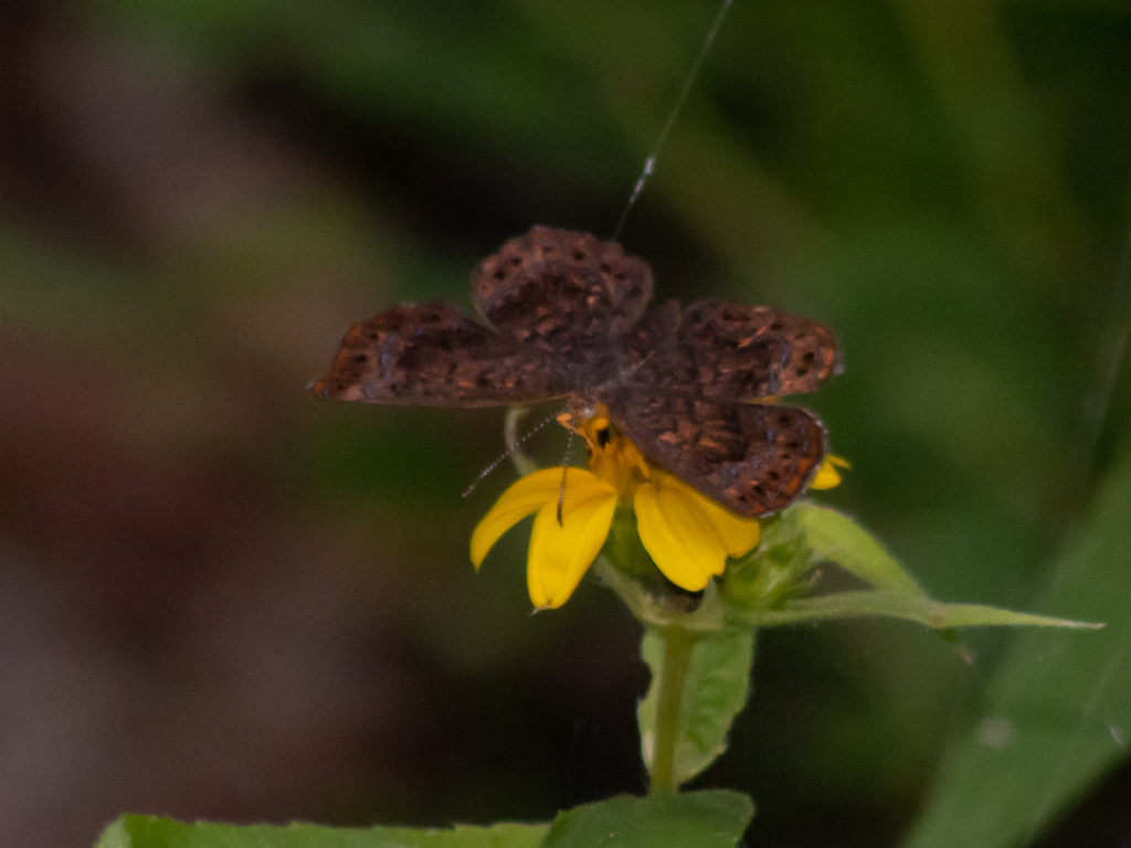 Northern Metalmark in July 2022 by Timothy Reichard · iNaturalist