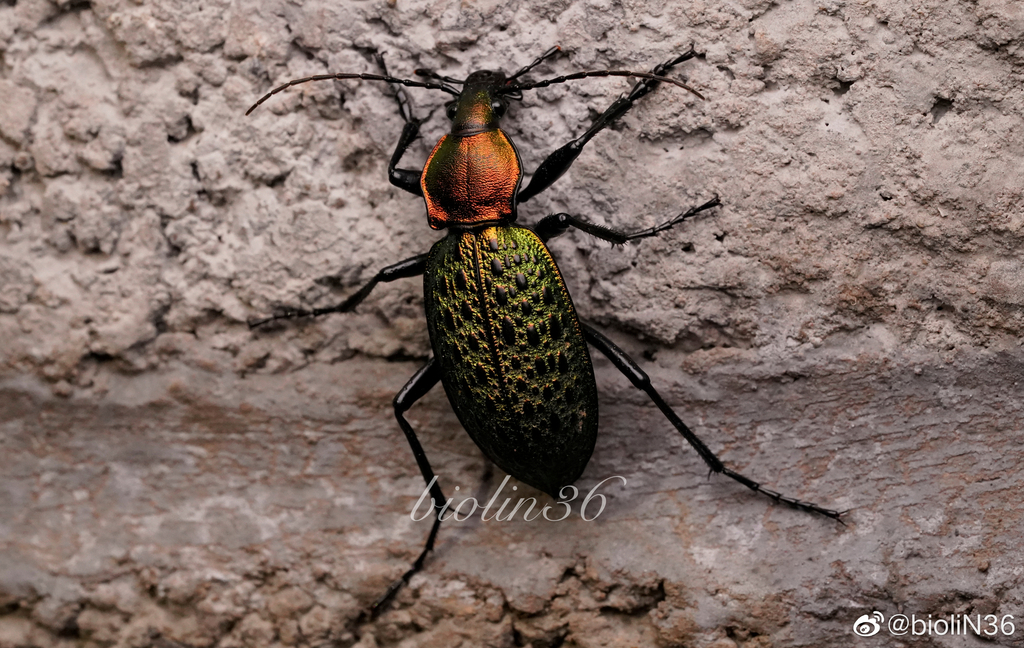 Carabus elysii from 中国江苏省南京市玄武区 on June 25, 2022 at 11:11 PM by ...
