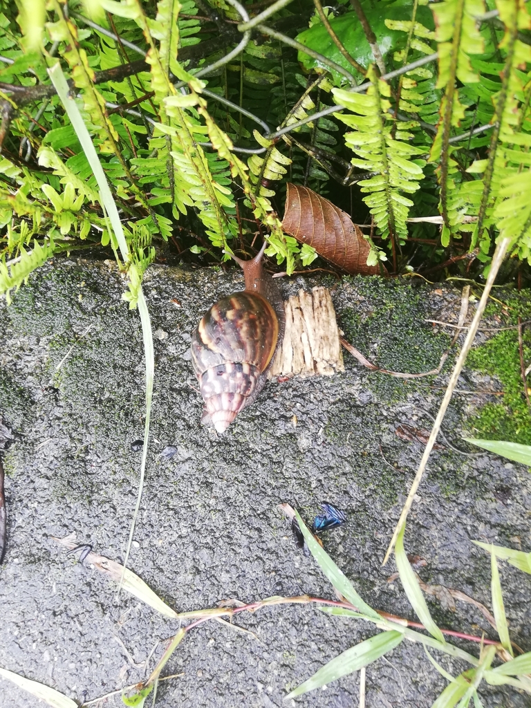 African Giant Snail from Puyo, Ecuador on July 13, 2022 at 12:46 PM by ...