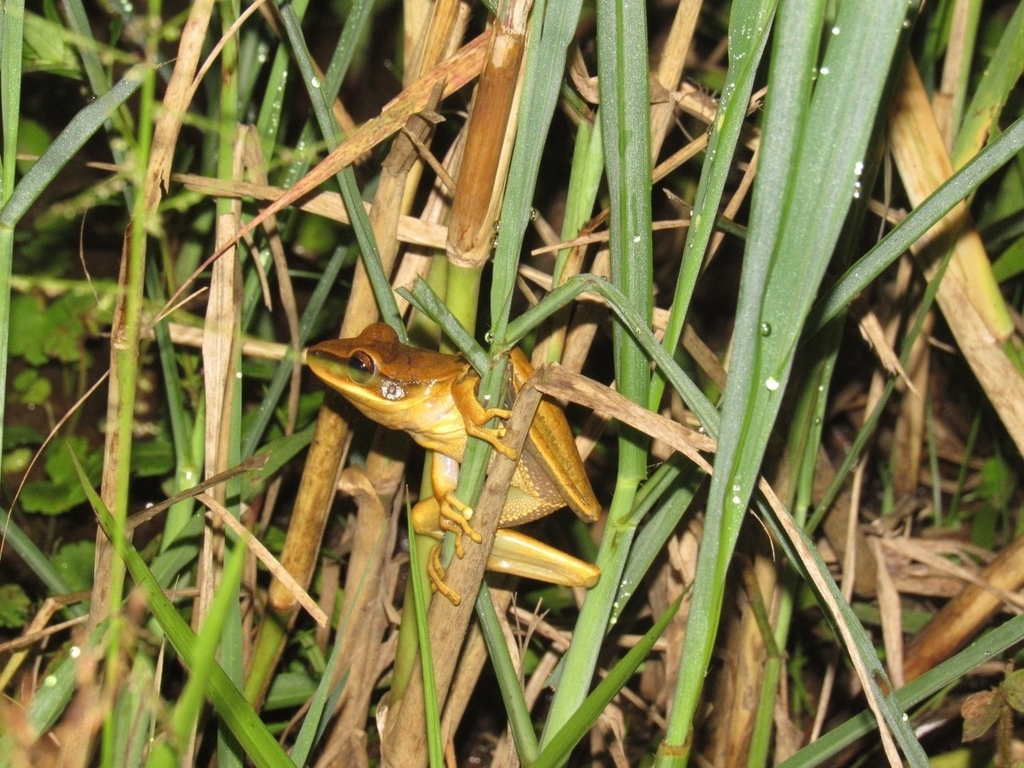 Basin Tree Frog from El Porvenir, Monterrey, Casanare, Colombia on ...