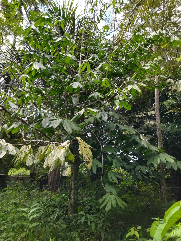 Pataxte desde 910001 leticias, Leticia, Amazonas, Colombia el 14 de ...