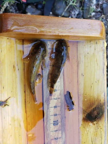 Snake River Sculpin (Cottus tubulatus) · iNaturalist United Kingdom