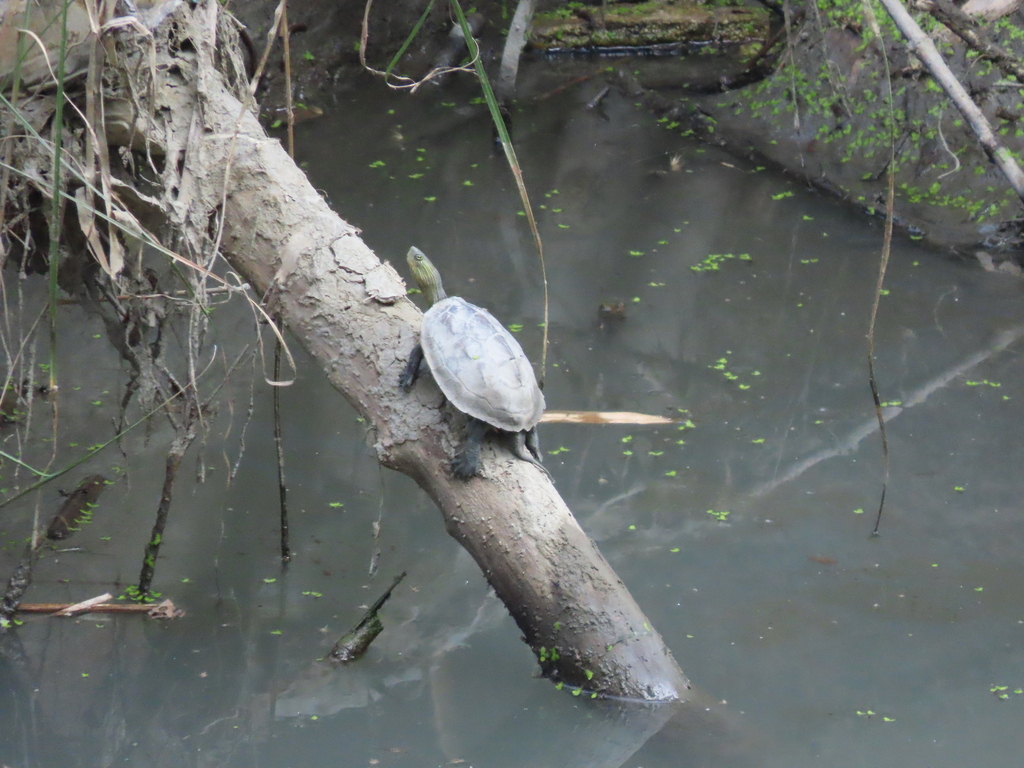 Common thread turtle from 台灣雲林縣 on November 24, 2021 at 10:36 AM by ...