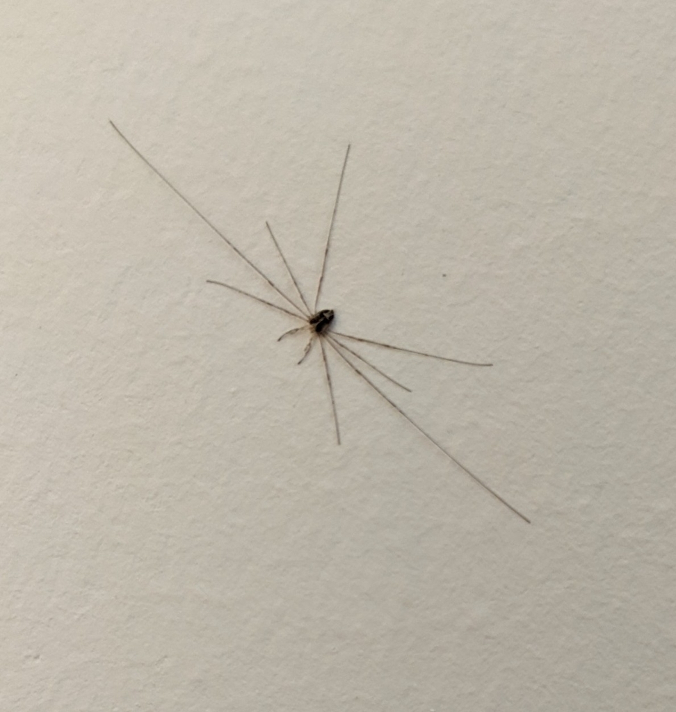 Fork-palped Harvestman from 1187 WK Amstelveen, Nederland on July 14 ...