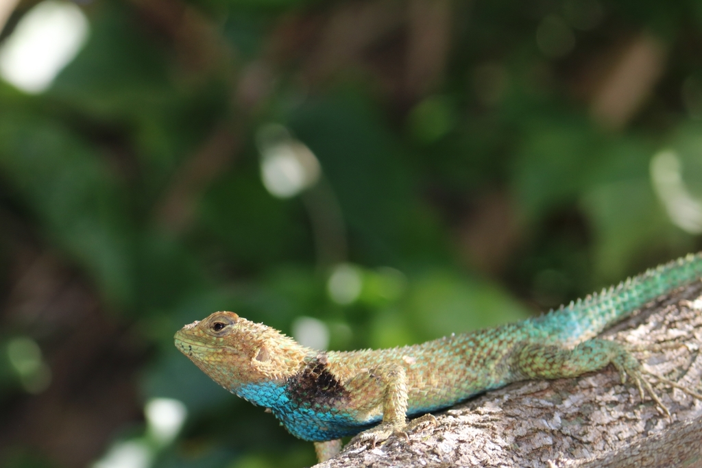 Green Spiny Lizard from 29932 Chis., México on January 20, 2022 by ...