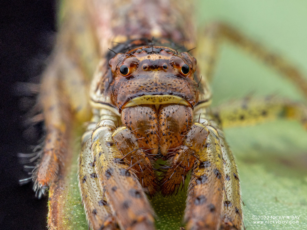 Octopus Spiders from Waita Lodge, Puerto Montúfar, Ecuador on June 10 ...