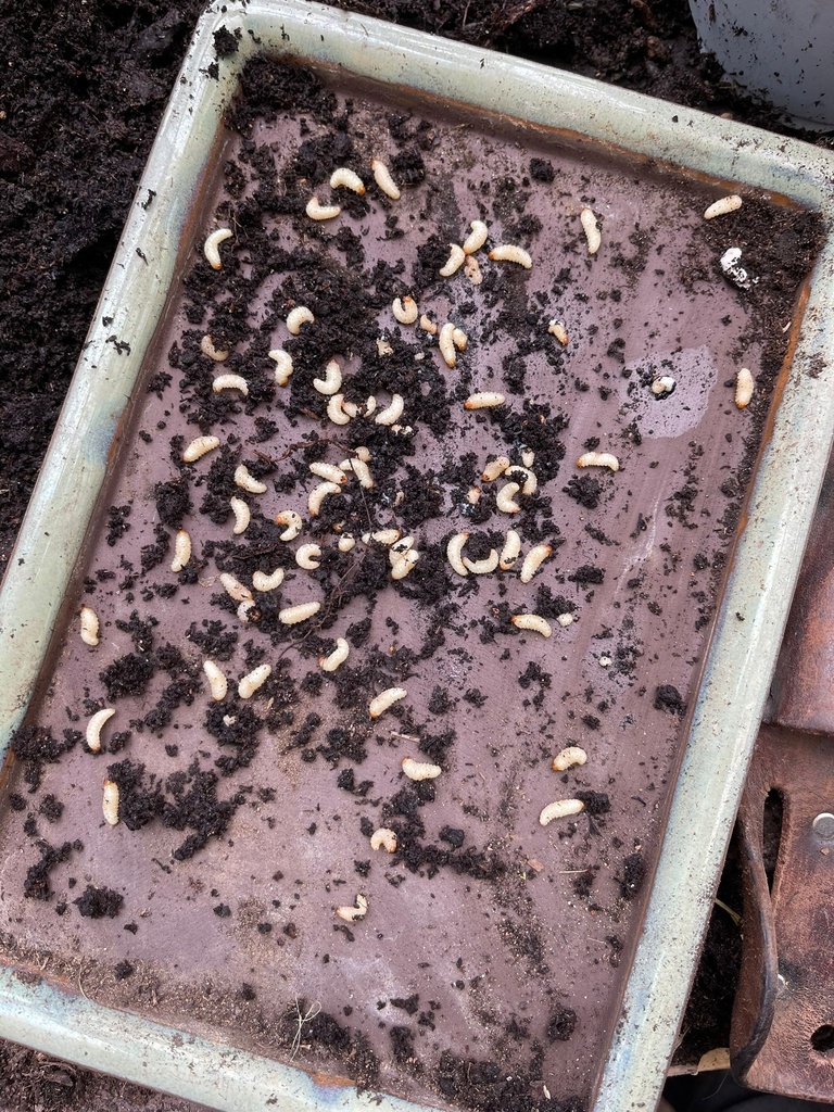 Otiorhynchus from Paradise Wildlife Park, Broxbourne, England, GB on ...