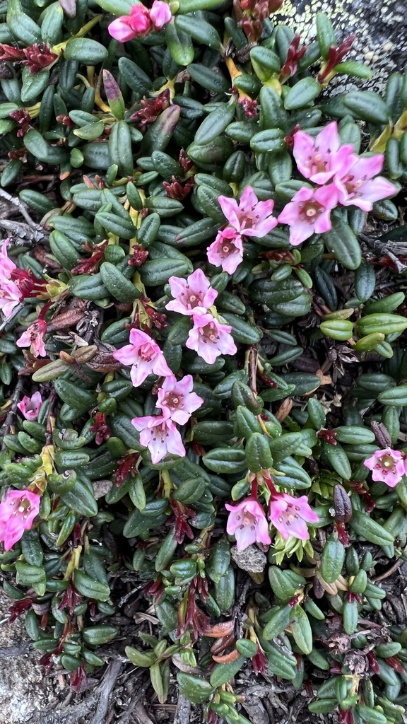 alpine azalea from White Mountain National Forest, Randolph, NH, US on ...