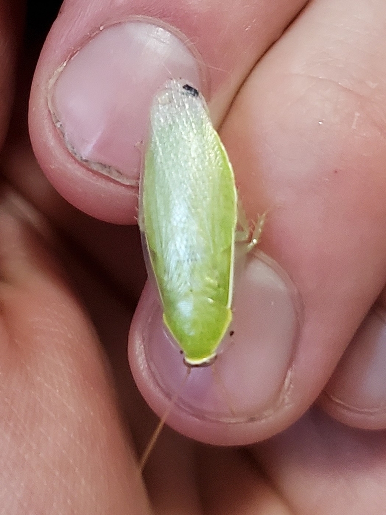 Banana Cockroach from Rimouski, QC G5L 2C4, Canada on July 04, 2022 at ...