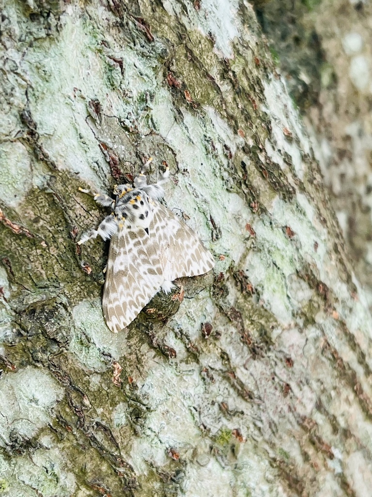 Pink Lymantria Moth from 民雄鄉, TW on July 10, 2022 at 11:27 AM by WU ...