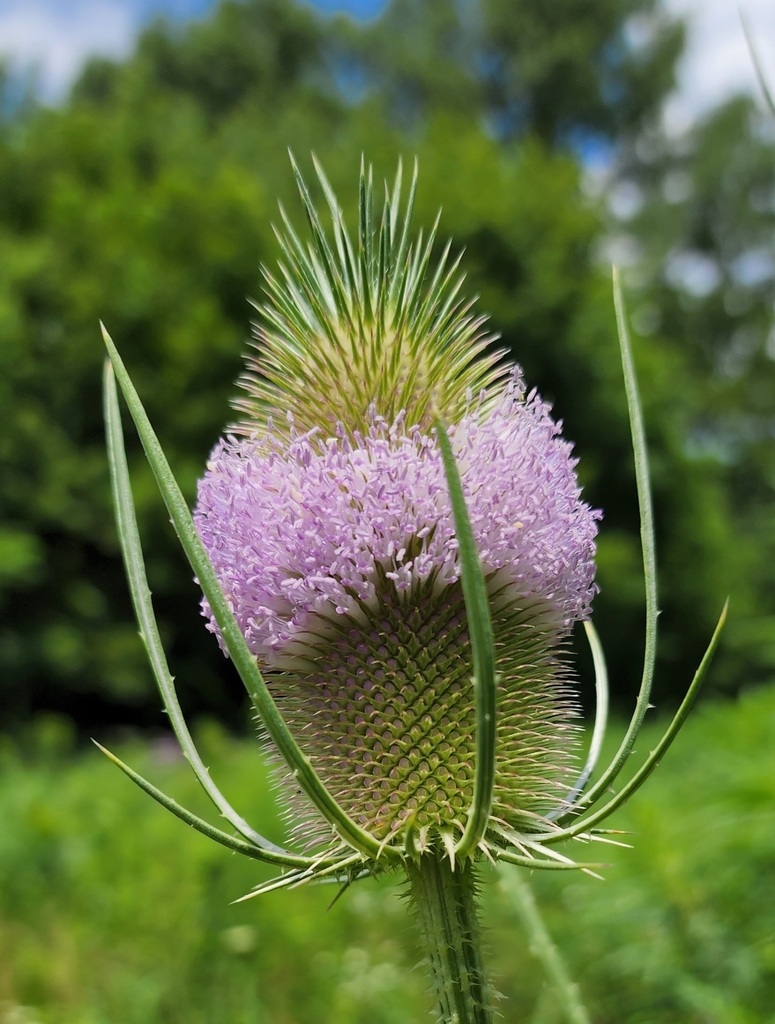 wild teasel from Northmoor, Columbus, OH 43214, USA on July 14, 2022 at ...