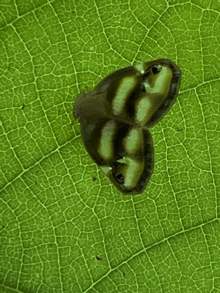 Ricania simulans from Pingtung, TW-TA, TW on July 10, 2022 at 09:53 AM ...