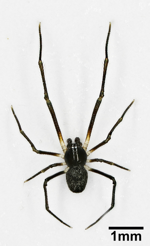 Chrysso subrapula · iNaturalist United Kingdom