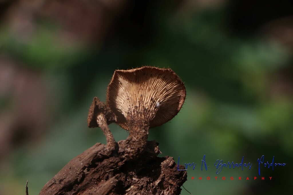 Panus from Cielo Abierto café , Coatepec, Ver., México on July 14, 2022 ...