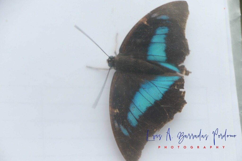 Two-spotted Prepona from Cielo Abierto café , Coatepec, Ver., México on ...