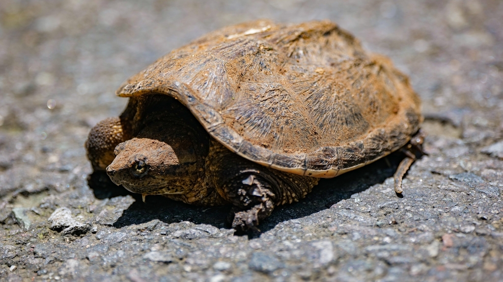 South American Snapping Turtle from Provinz Guanacaste, Costa Rica on ...