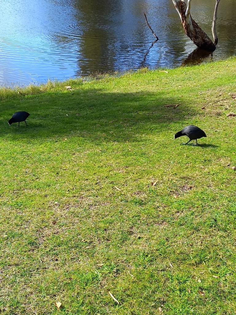 Australasian Coot from Wattle Grove WA 6107, Australia on July 15, 2022 ...