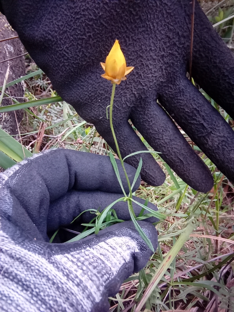sticky everlasting from Seville VIC 3139, Australia on July 15, 2022 at ...