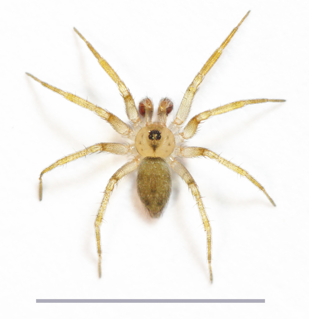 Wall Spider from 10617台灣台北市大安區羅斯福路四段1號 on May 30, 2017 at 09:47 PM by ...