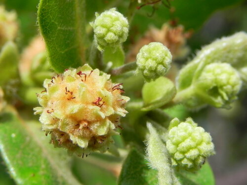 Codia xerophila · iNaturalist