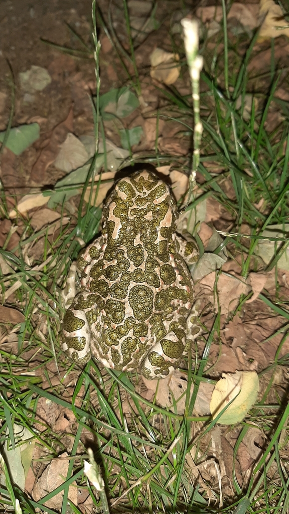 Green Toad from Bükkszék, 3335 Hungary on July 13, 2022 at 10:49 PM by ...
