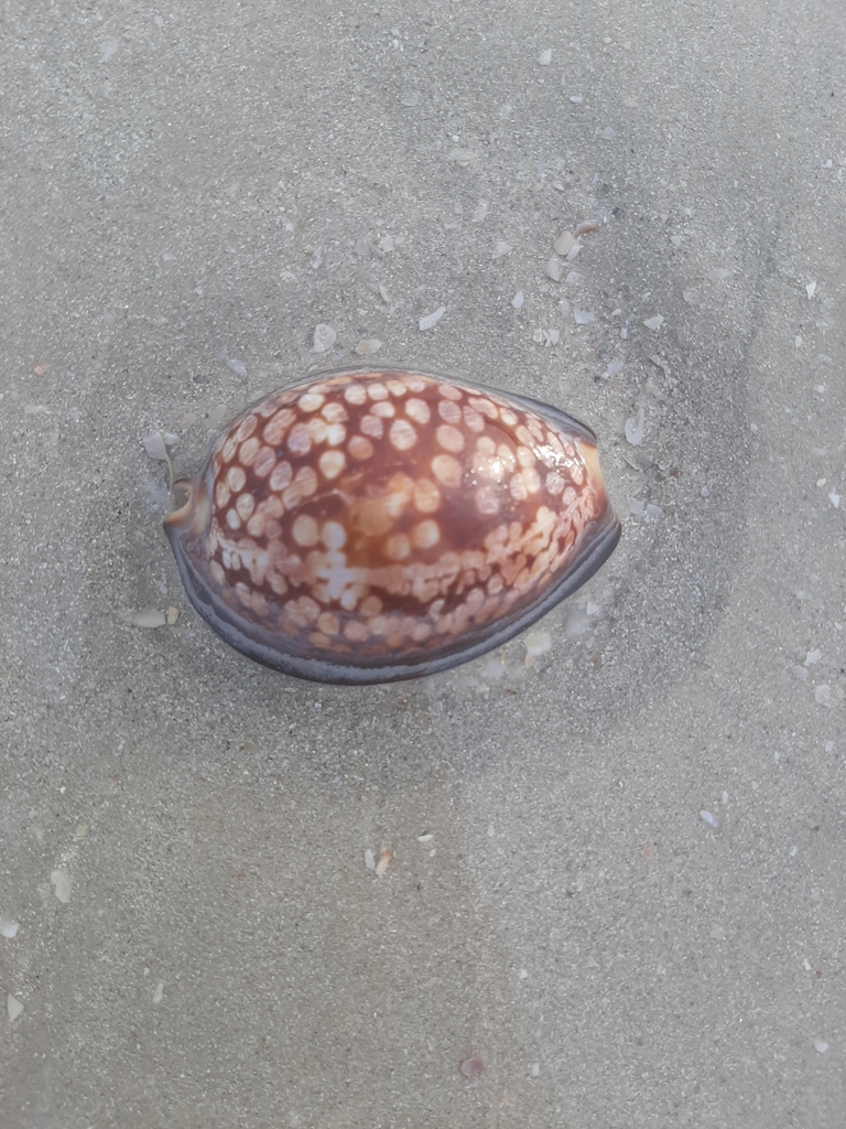 Humpback Cowry from Casa Del Mar Langkawi, 07000 Langkawi, Kedah ...
