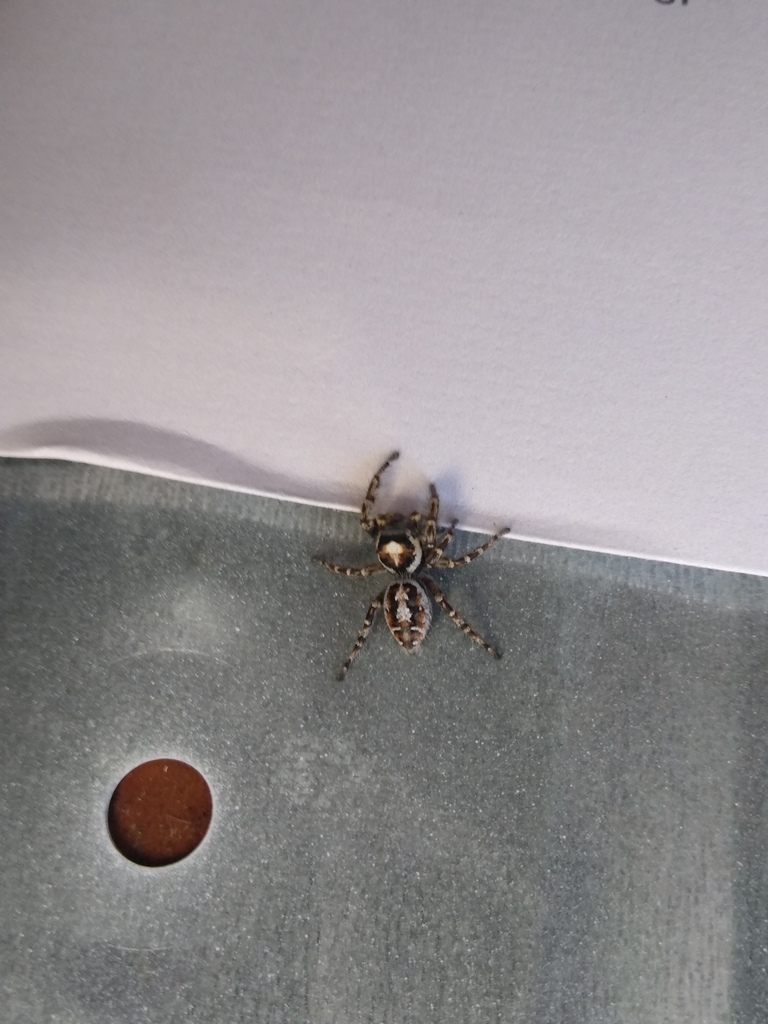 Hairy Tufted Jumping Spider from 5985 San Aleso Court on July 15, 2022 ...