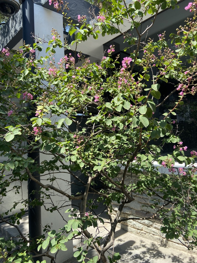 Crape-myrtle from Instituto Tecnológico y de Estudios Superiores de ...