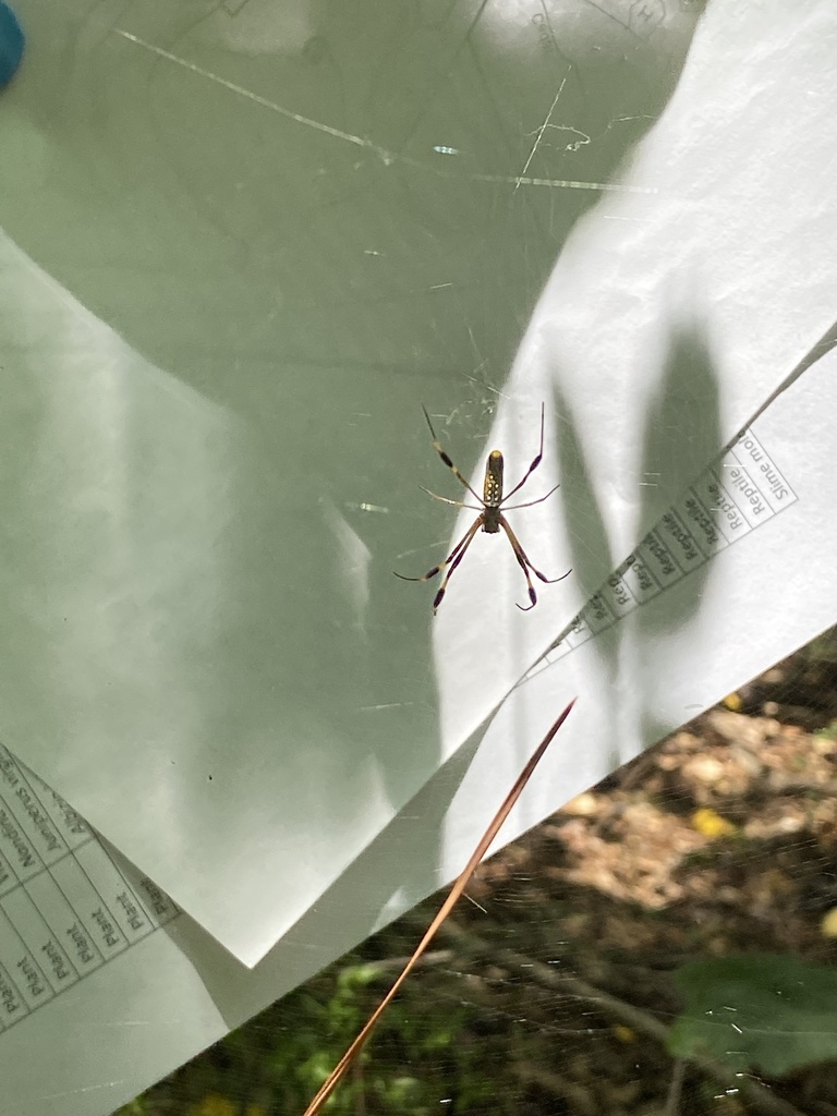 Golden Silk Spider from The University Of Alabama Arboretum, Tuscaloosa ...