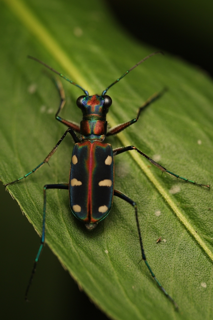 Golden-spotted Tiger Beetle from 獅子會自然教育中心 on July 15, 2022 at 11:08 PM ...