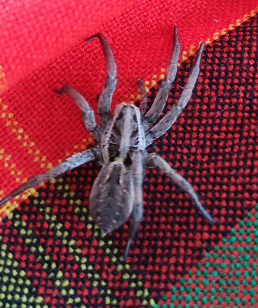 Radiated Wolf Spider from 00179 Roma RM, Italia on July 15, 2022 at 07: ...