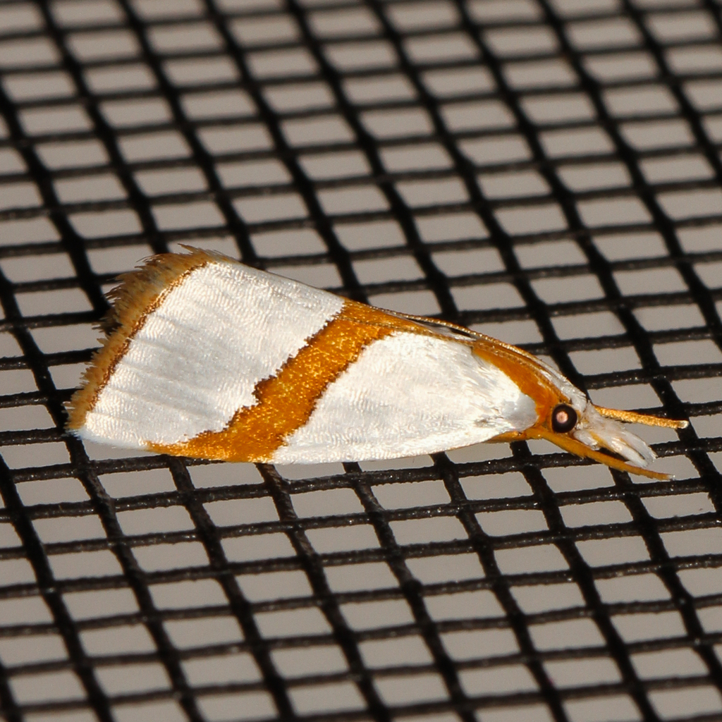 Straight-lined Vaxi Moth from 160 Jackson Mill Rd, Weston, WV 26452 ...