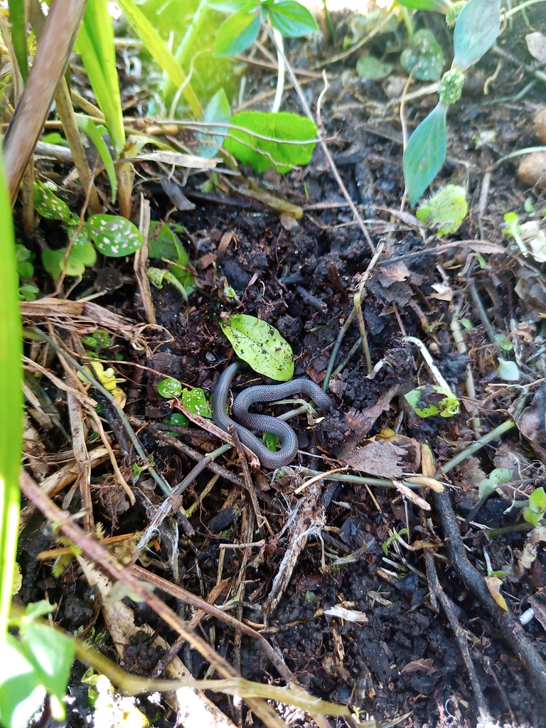 Resplendent Ground Snake from Le Petit Jardin on July 15, 2022 at 03:05 ...