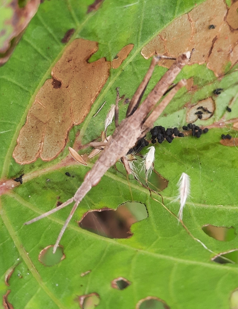 Algete brunneri from Pici, Fortaleza - CE, 60455-320, Brasil on July 15 ...