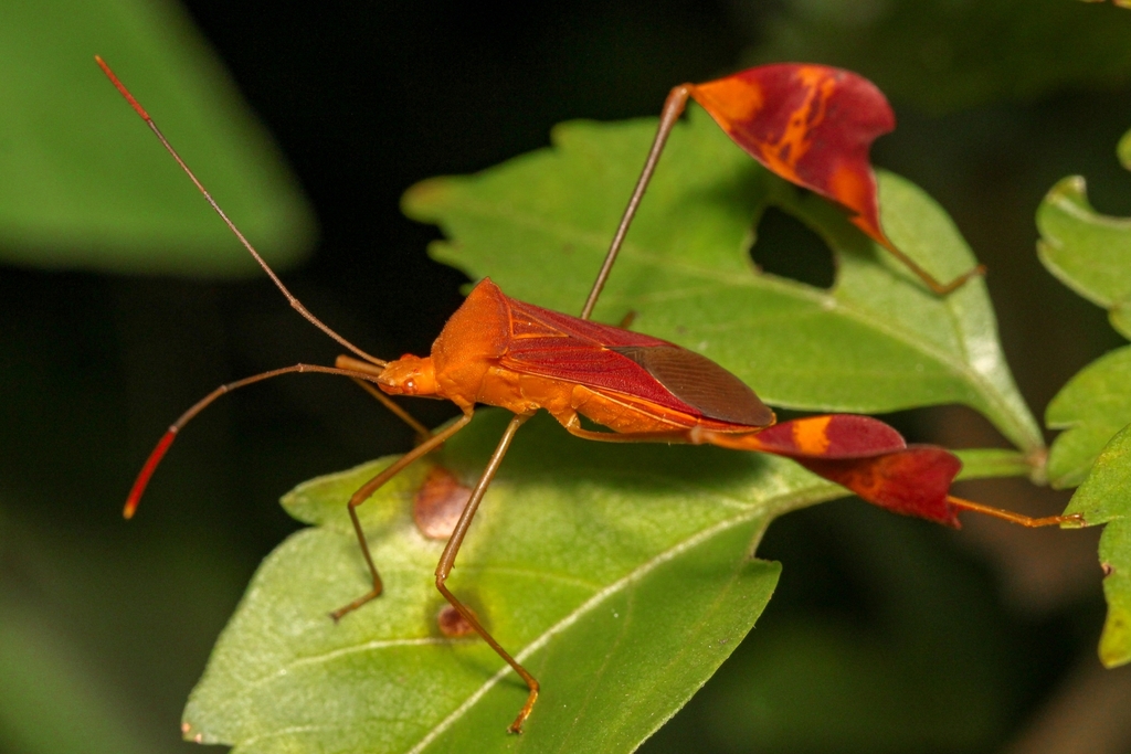 Bitta affinis desde 94253 Ver., México el 14 de julio de 2022 a las 06: ...