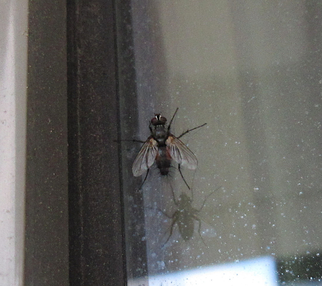 Red Spotted Parasite Fly from Kluuvi, Helsinki, Finland on July 15 ...
