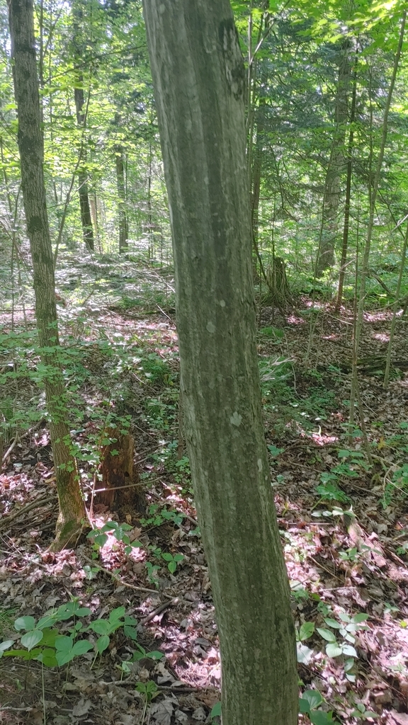 blue beech from Omemee, ON K0L 2W0, Canada on July 15, 2022 at 10:15 AM ...