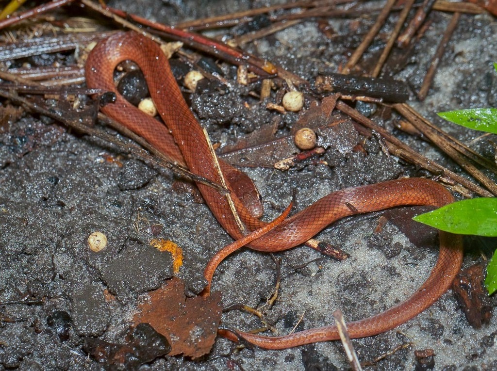 Pine Woods Littersnake in July 2022 by Sharon Shaw Milligan · iNaturalist