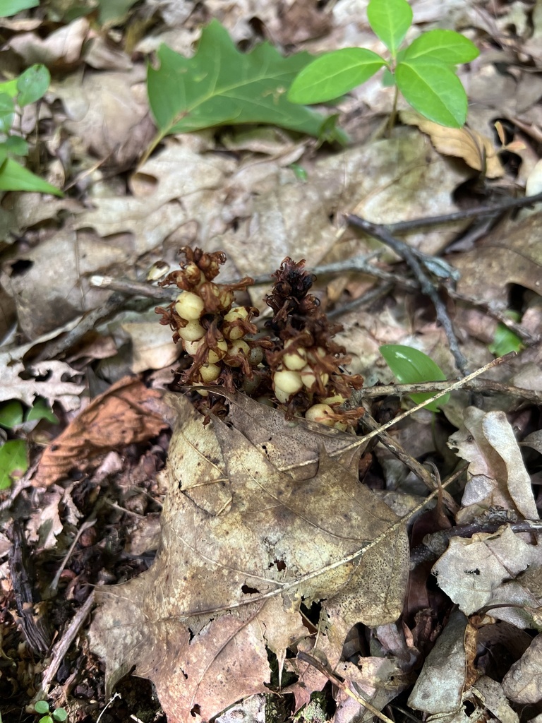American cancer-root in July 2022 by Kyle Klotz · iNaturalist